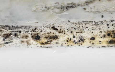 Alcohol as a Mold Killer: Is It the Solution You Need?